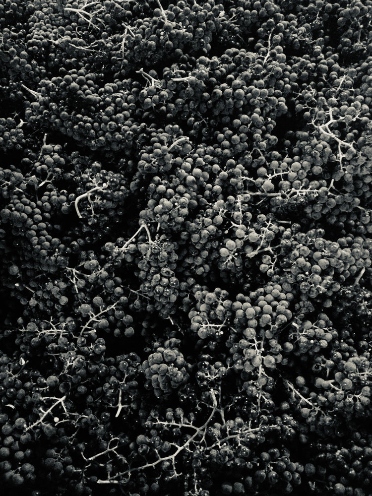 Bello Family Vineyards