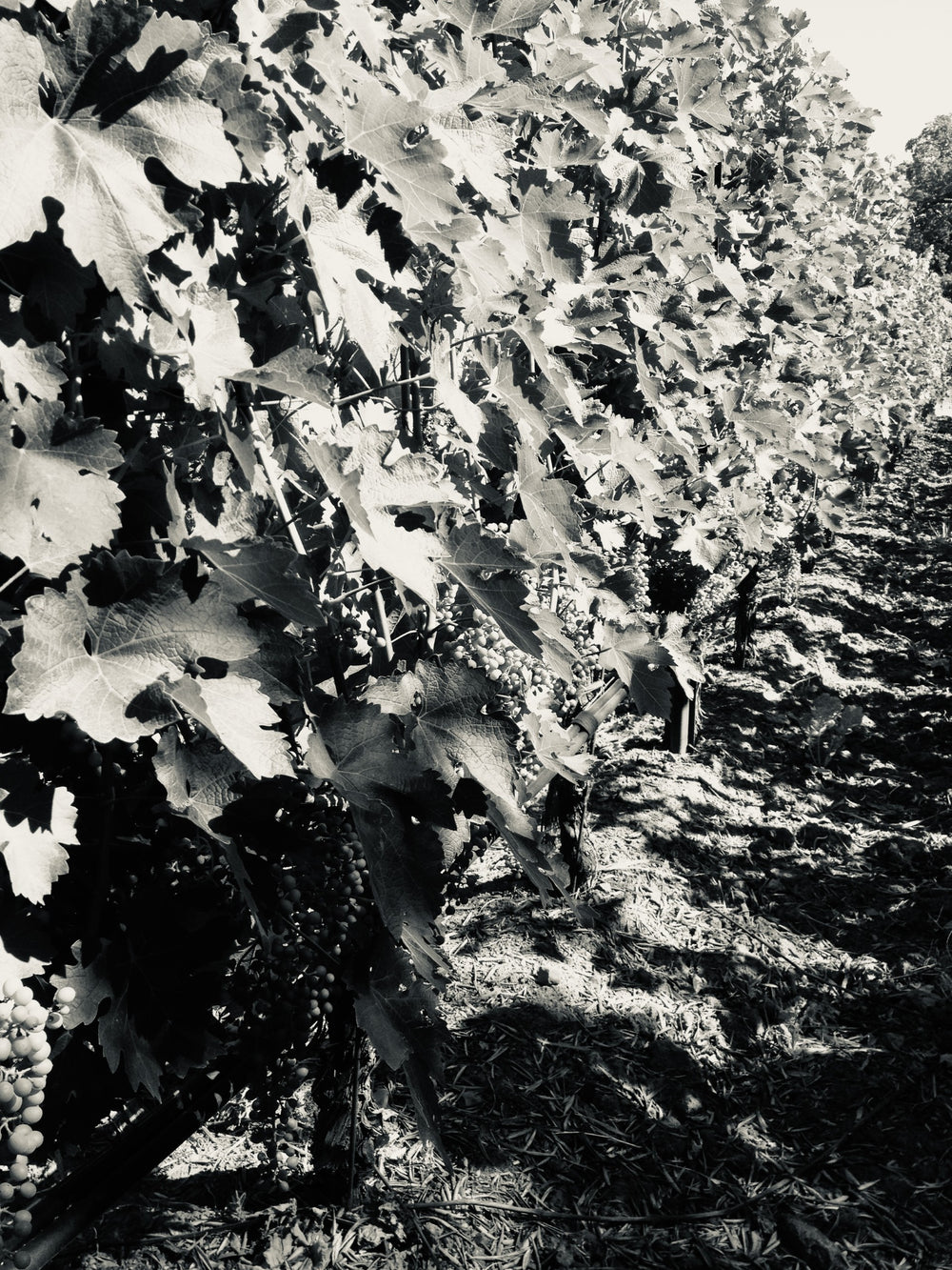 Bello Family Vineyards